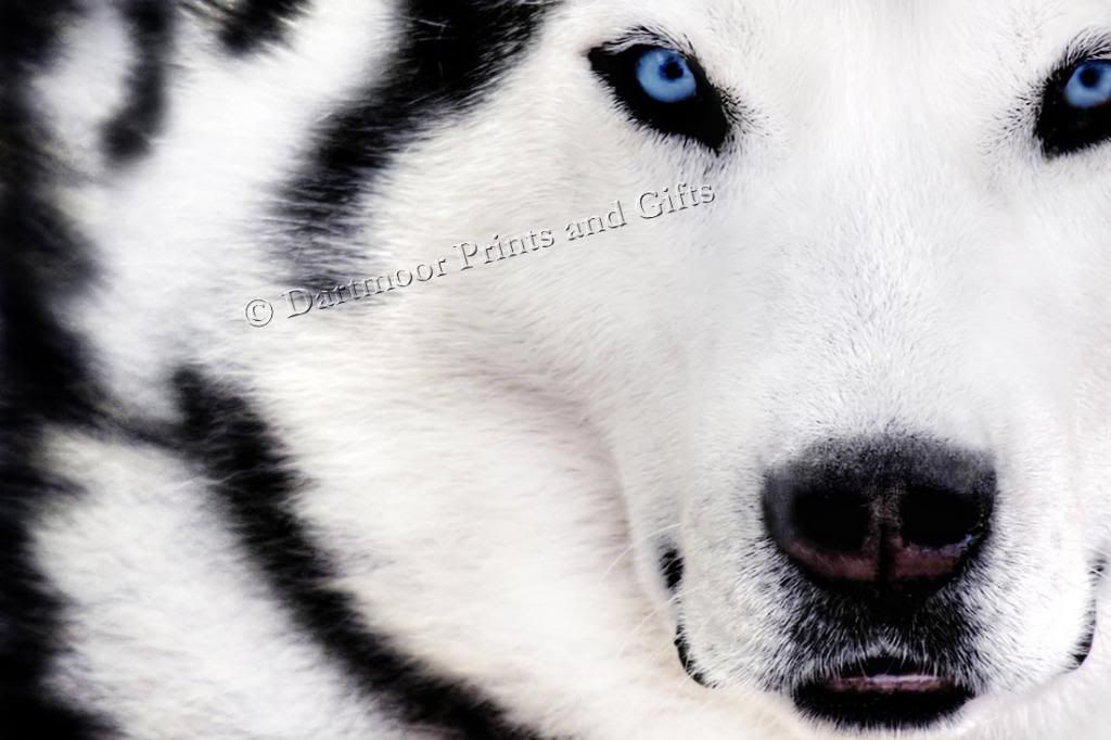 White Wolf Husky Blue Eyes Canvas Print Wall Art Premium Picture Photo A1 Ebay