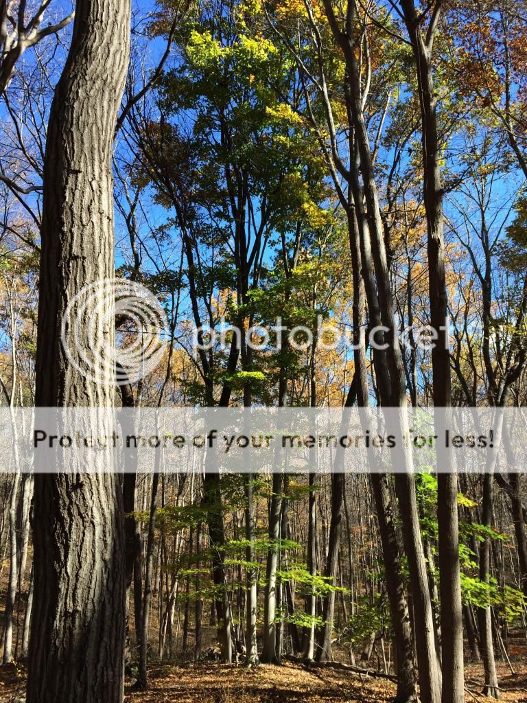 Limestone Ridge Preserve | A local land trust preserving open space